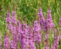 Kyprej vrbice - Lythrum salicaria SAZENICE :: LEVNE ROSTLINY . CZ