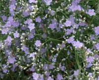 Statice široklolistá (Limonka širokolistá) - Limonium latifolium ...