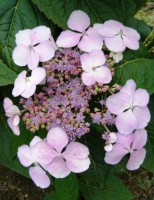 Hortenzie pilovitá - Hydrangea serrata „BLUEBIRD“ SAZENICE - VYPRODÁNO ...