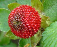 Jahodka indická - Duchesnea indica SAZENICE :: LEVNE ROSTLINY . CZ