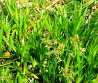 Bika největší - Luzula maxima SAZENICE :: LEVNE ROSTLINY . CZ